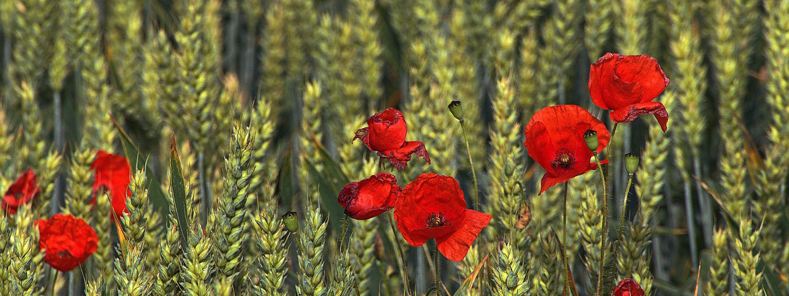 Carbon Farming – Hype oder Hope? - HumusKlimaNetz